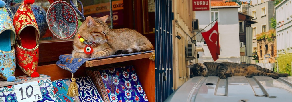 Istanbul: The City of Cats – Fez Travel