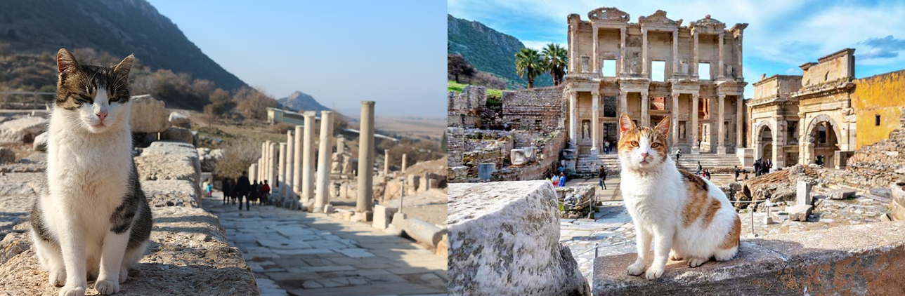 Istanbul: The City of Cats – Fez Travel